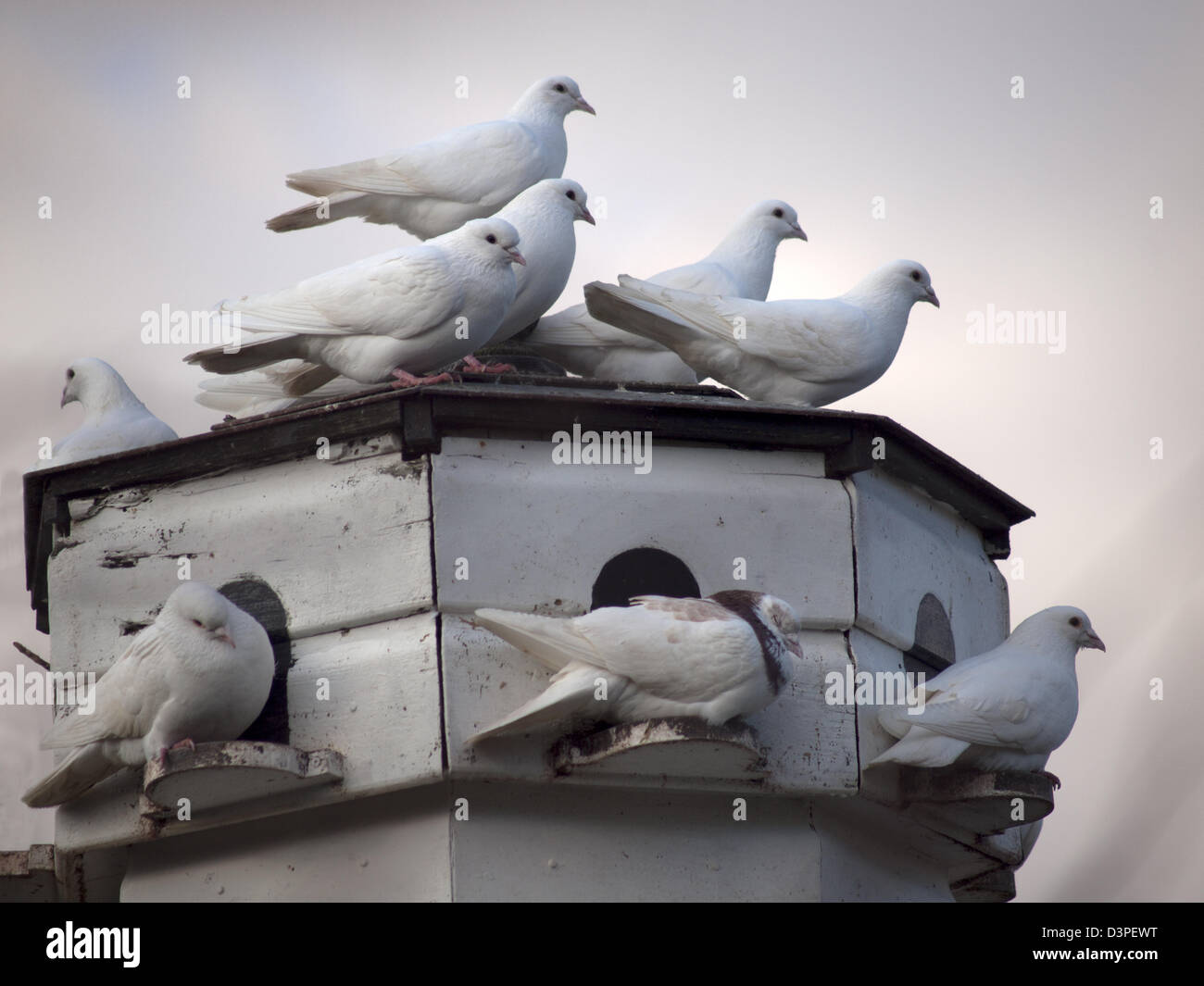 White doves at home Stock Photo - Alamy