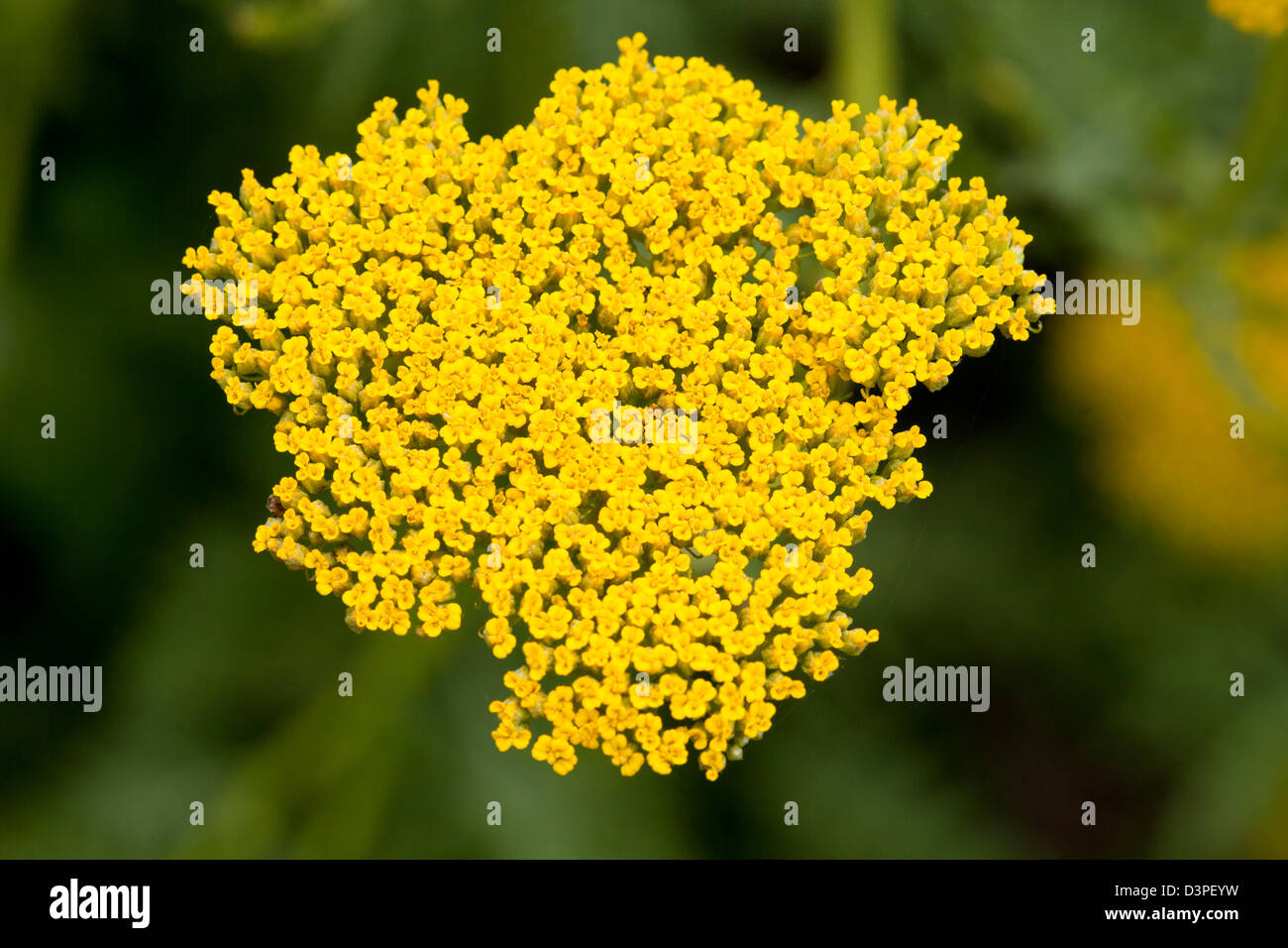 Achillea yellow hi-res stock photography and images - Alamy