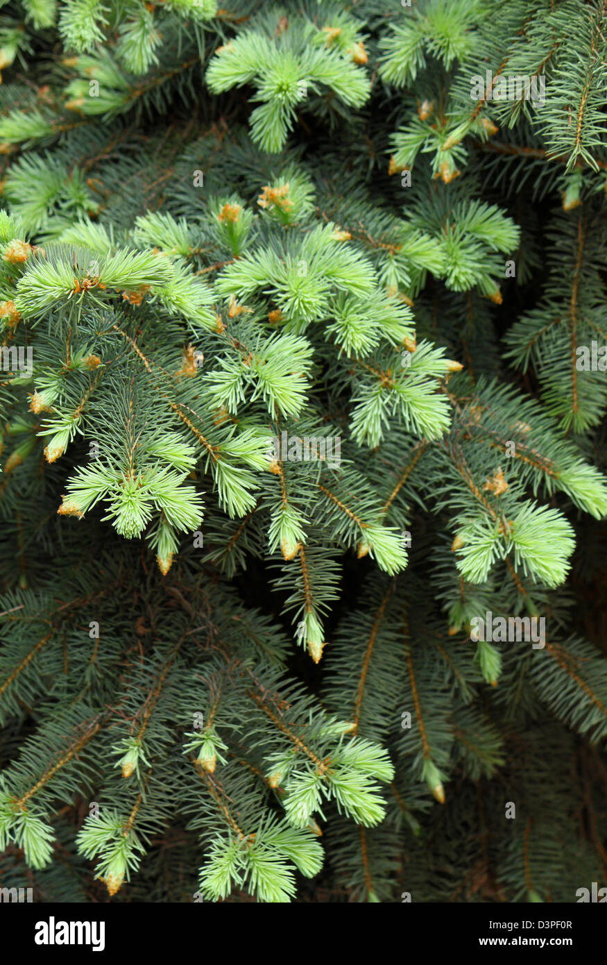 close-up of coniferous tree background Stock Photo - Alamy