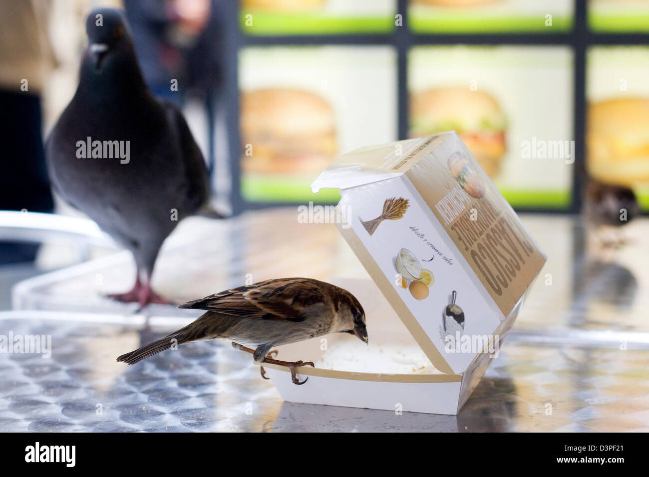 Pigeon and Small Birds eating a Mac chicken Burger on a table Stock ...