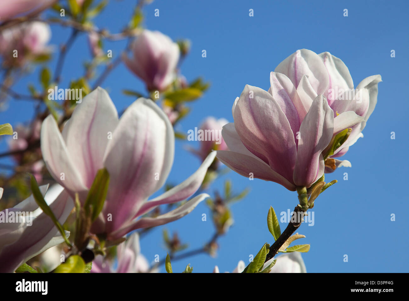 Close up of flowering Pink Magnolia soulangeana tree Stock Photo - Alamy