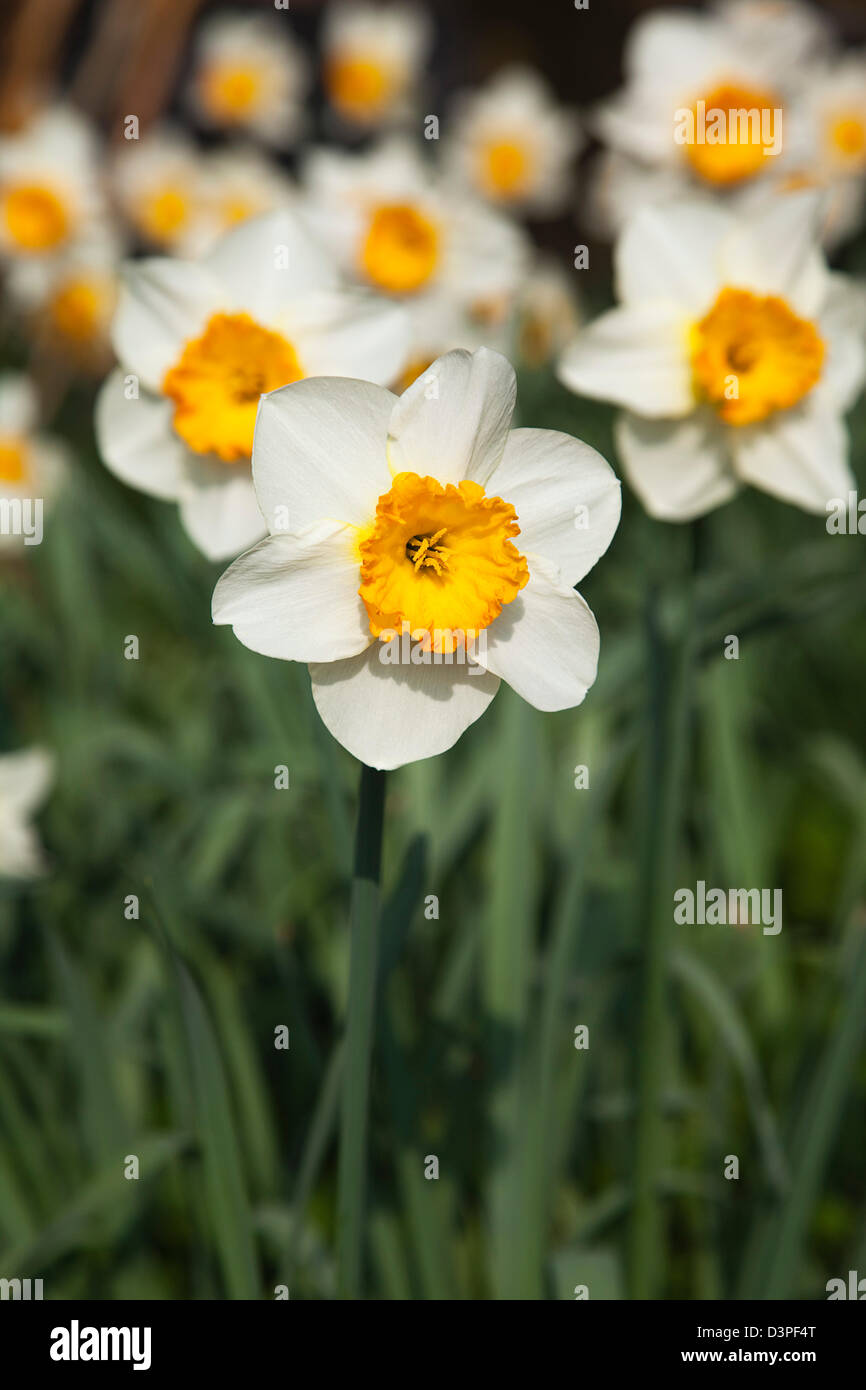 Wild Daffodils growing in public parkland Stock Photo - Alamy