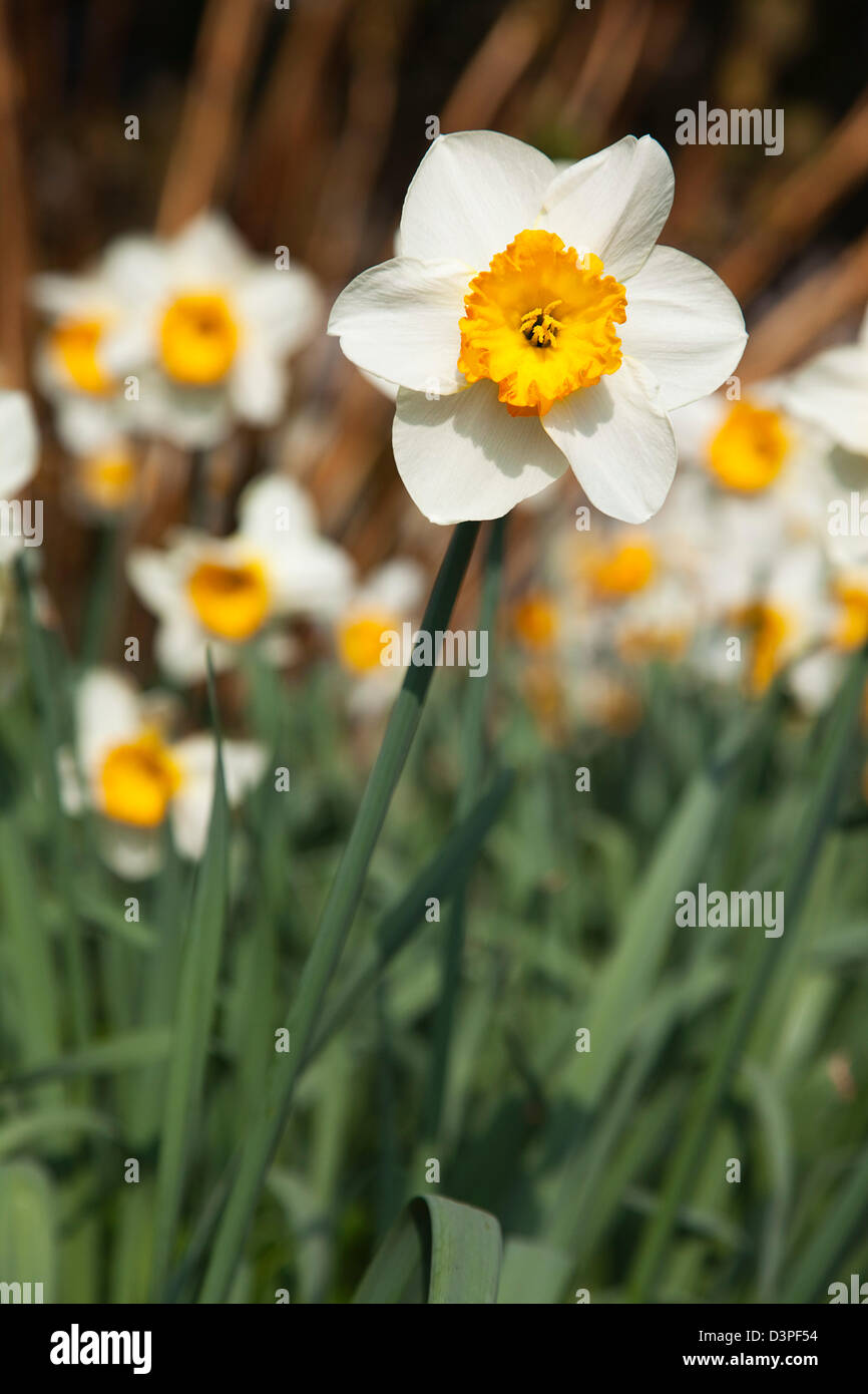 Wild Daffodils growing in public parkland Stock Photo - Alamy