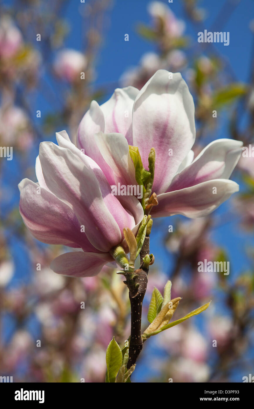 Close up of flowering Pink Magnolia soulangeana tree Stock Photo - Alamy
