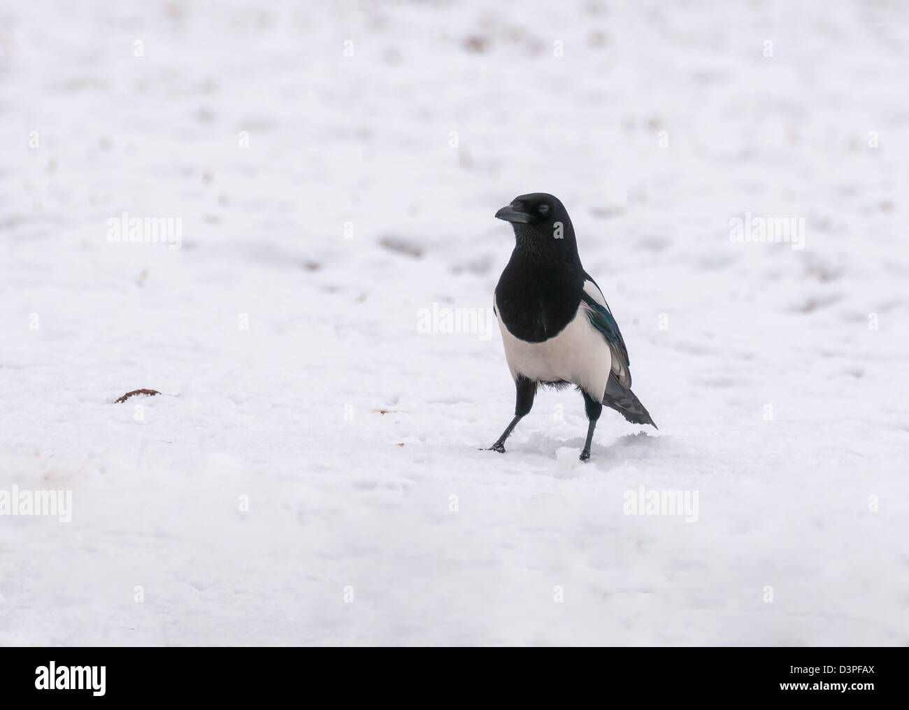 Magpie intelligence hi-res stock photography and images - Alamy