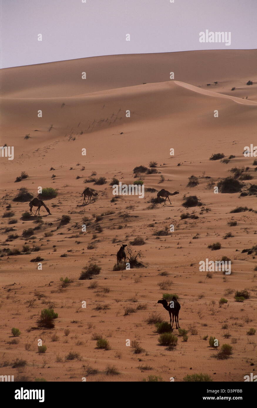 Saudi oil camel hi-res stock photography and images - Alamy