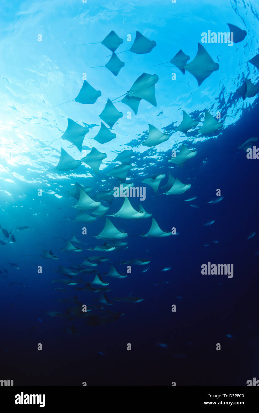 Cownose rays, Rhinoptera steindachneri, Galapagos Islands, Equador ...
