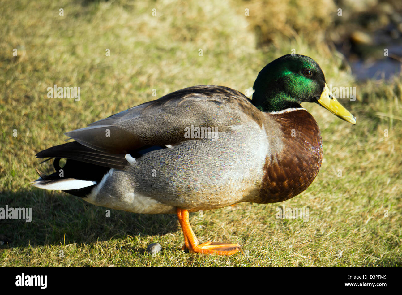 Duck Mallard Cemlyn Bay Estuary Anglesey North Wales Uk Stock Photo - Alamy