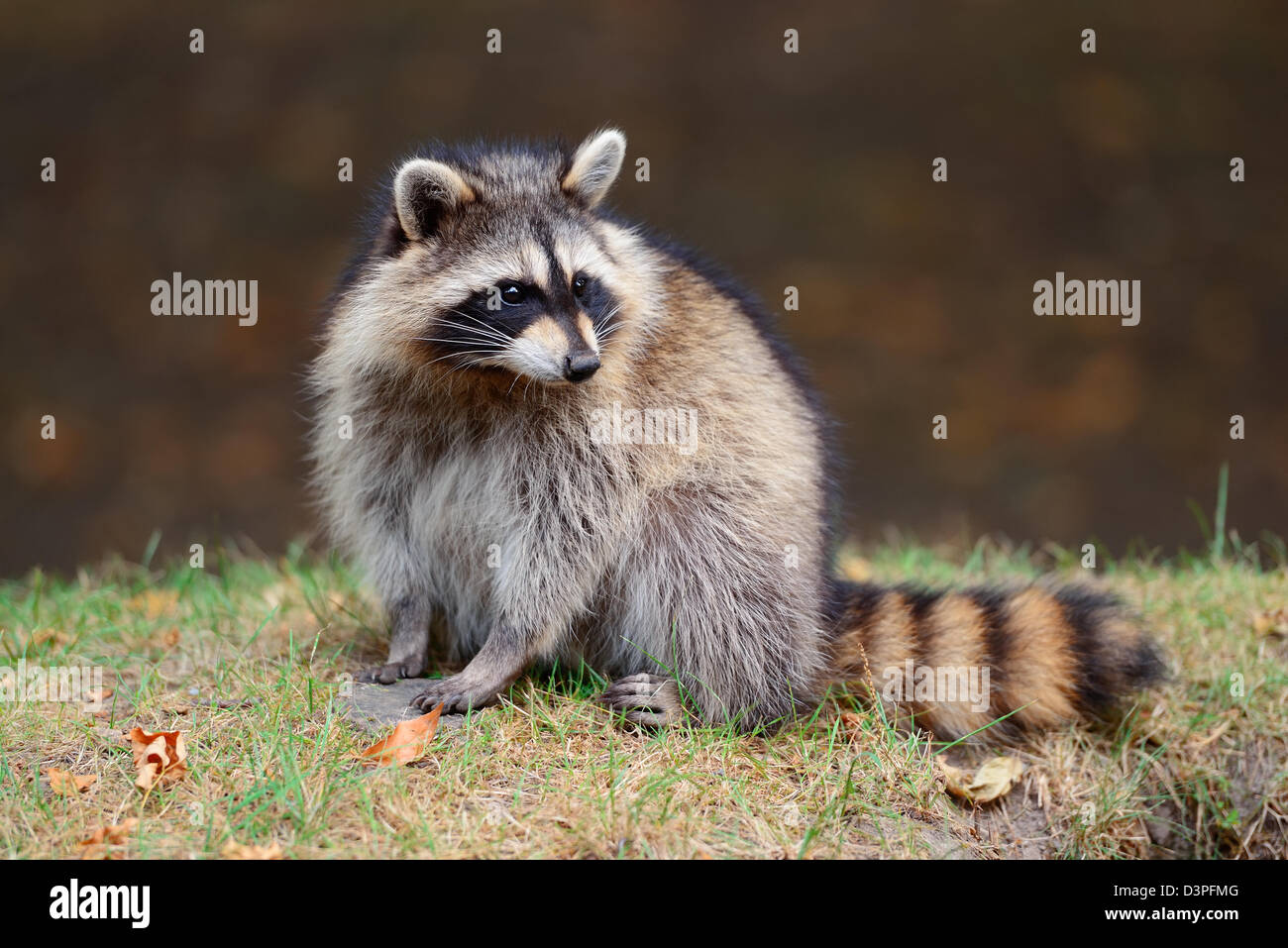 Raccoon in park in Montreal Canada Stock Photo - Alamy