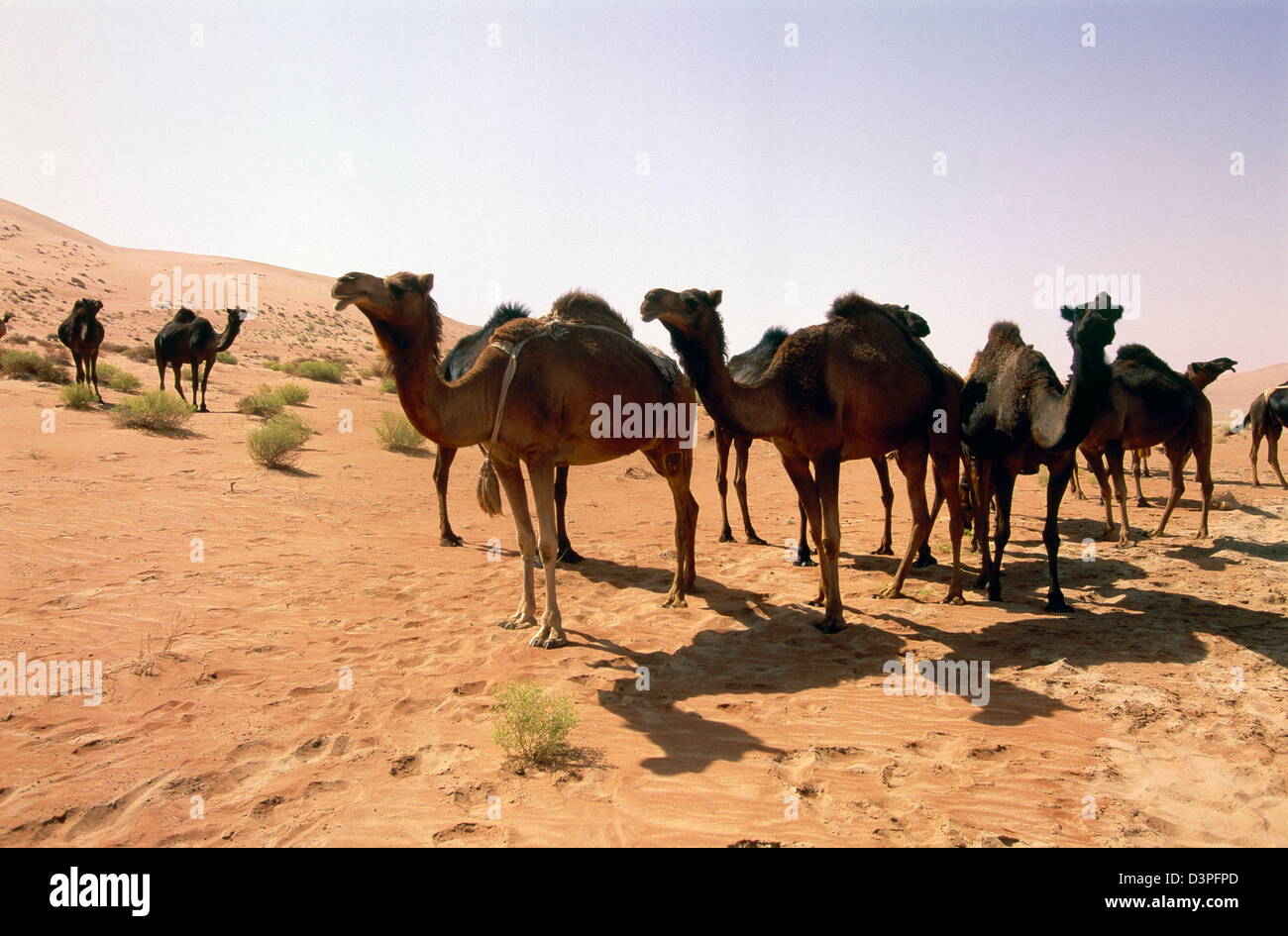 Saudi oil camel hi-res stock photography and images - Alamy