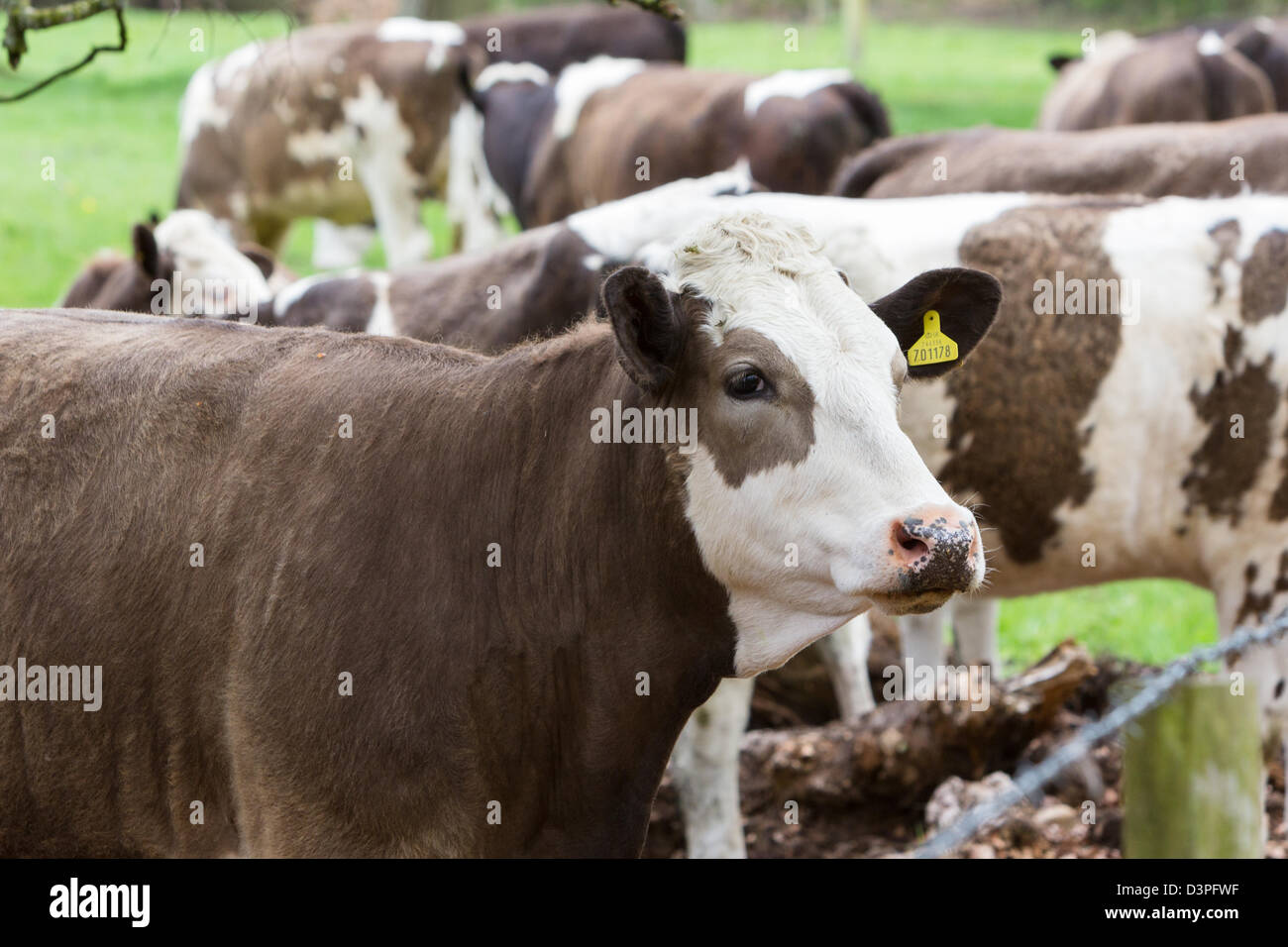 Beef cattle grazing Scotland UK.(scottish shorthorn cattle Stock Photo ...