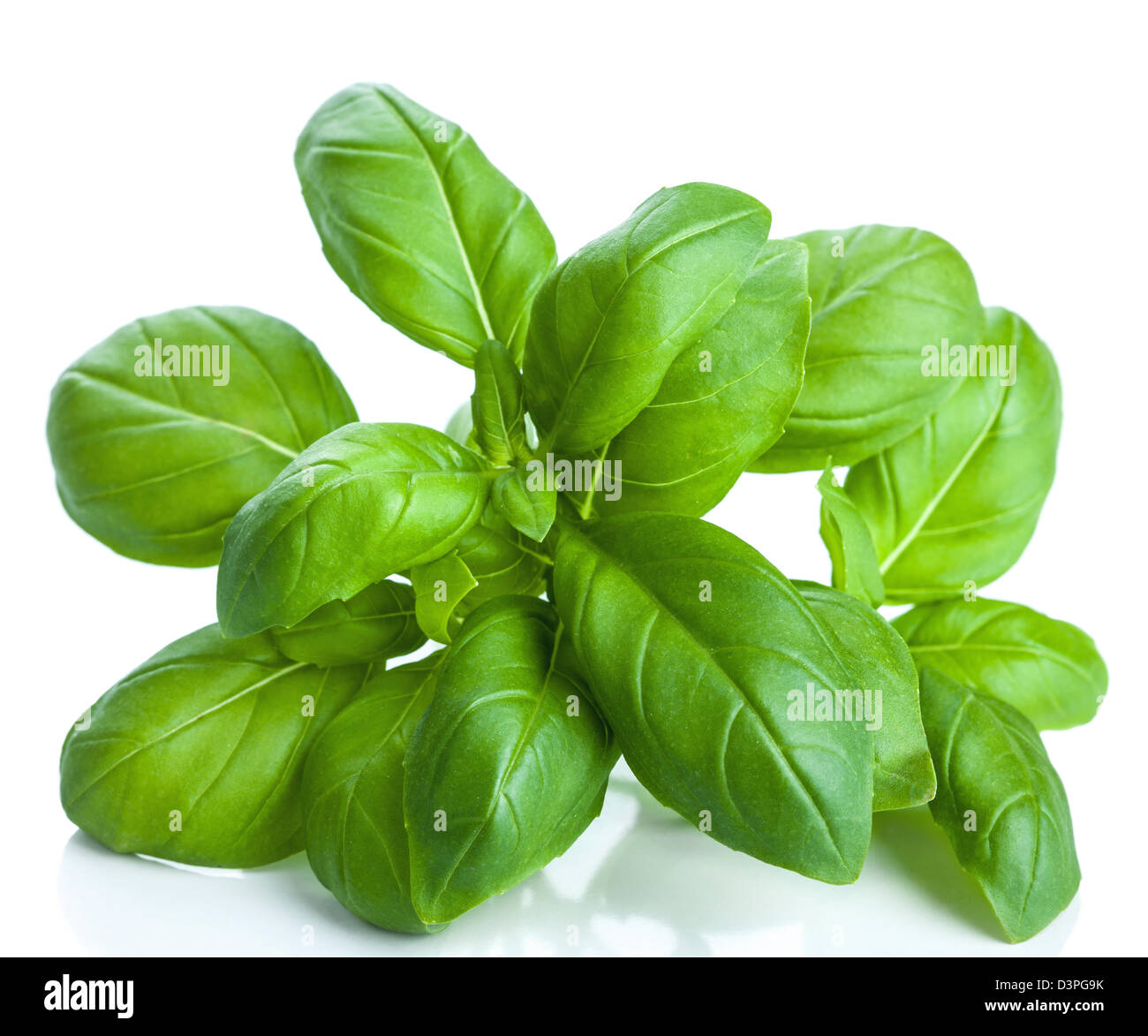 basil leaves isolated Stock Photo - Alamy