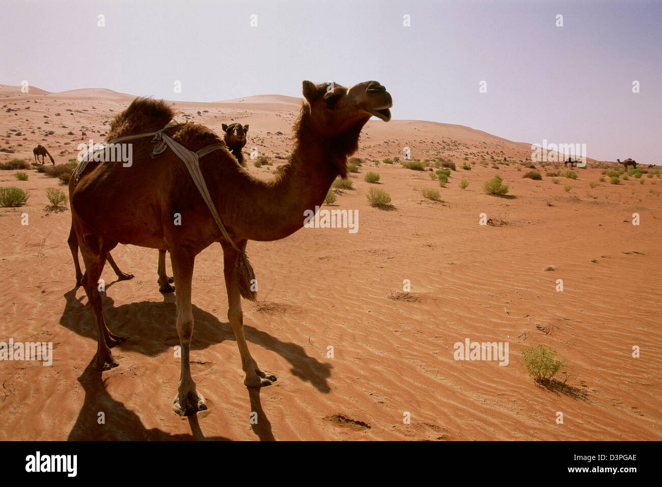 Saudi oil camel hi-res stock photography and images - Alamy