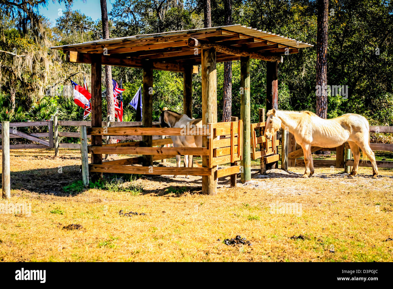 Horses in their paddock at the pioneer center in Crowley Florida Stock ...