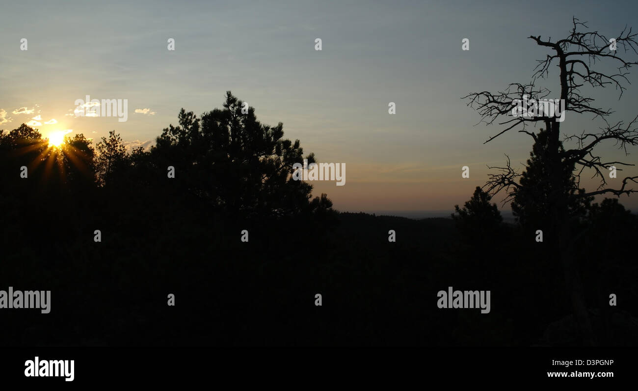 Dawn sky sun rising above black pine trees by dead pine, Lover's Leap ...