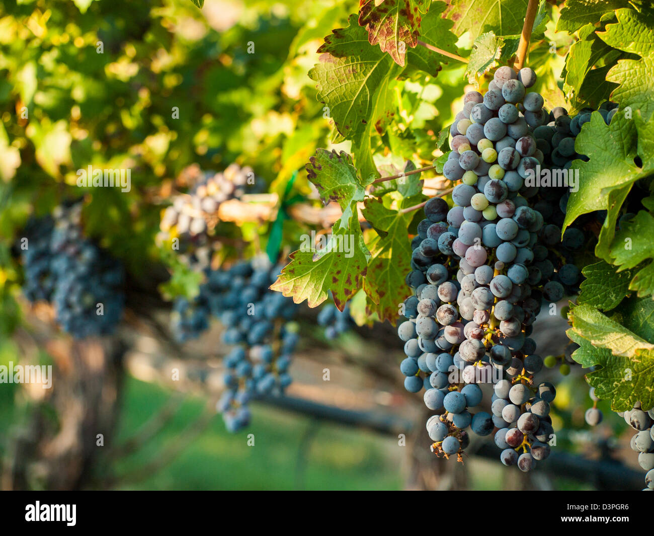 Red grapes ready to be harvested Stock Photo - Alamy