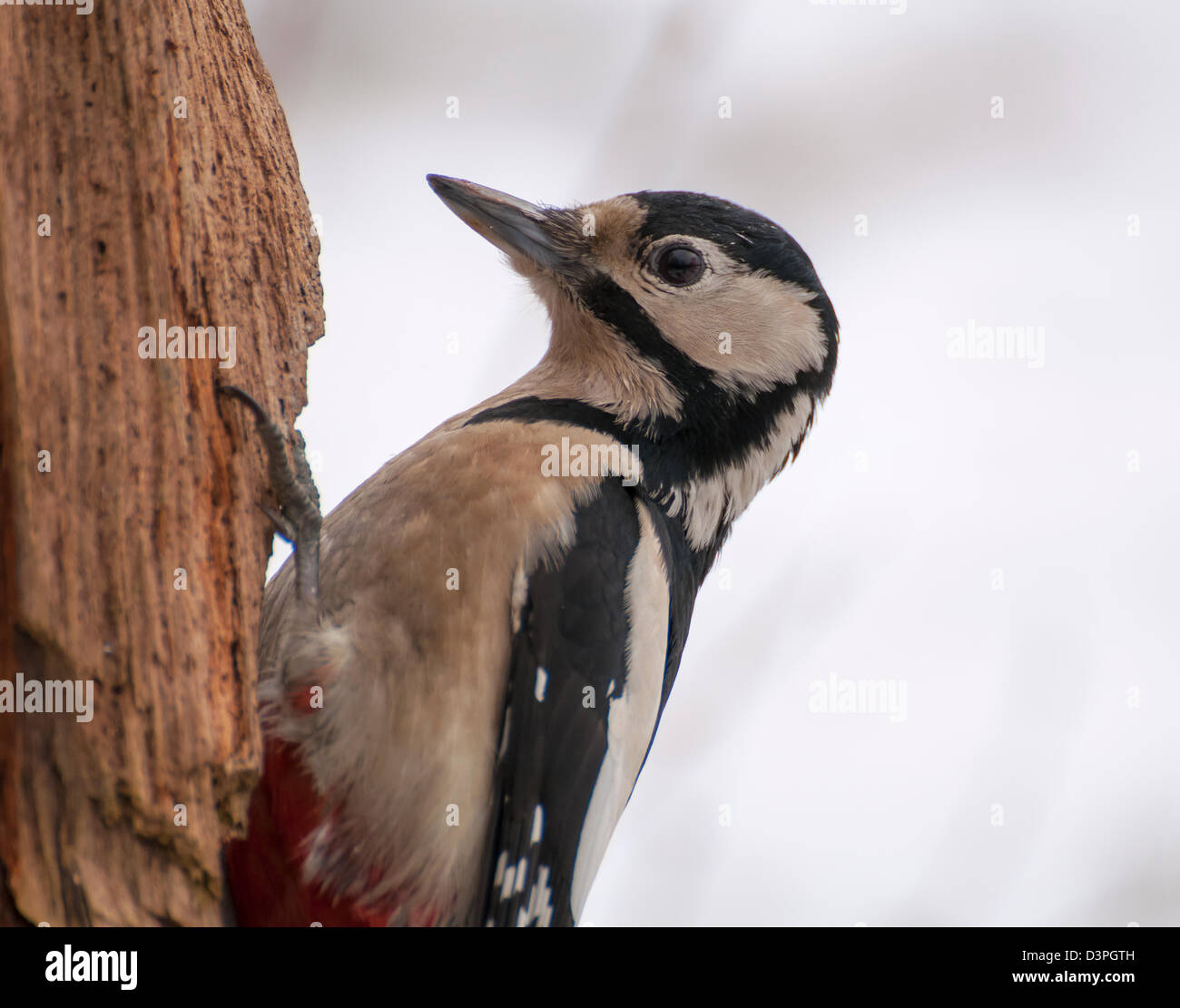 Animal beak bir animal hi-res stock photography and images - Alamy
