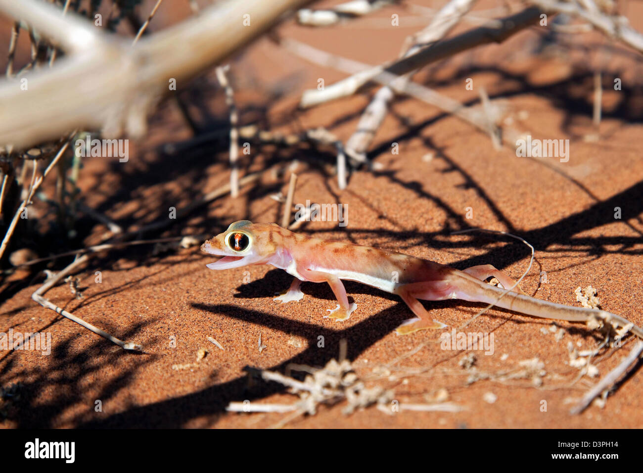 Namib sand gecko / web-footed gecko (Pachydactylus rangei) in the Namib ...
