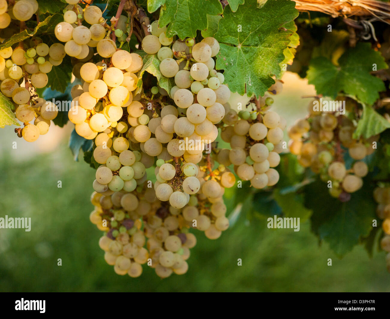 White grapes ready to be harvested at a vineyard in Palisade, Colorado ...