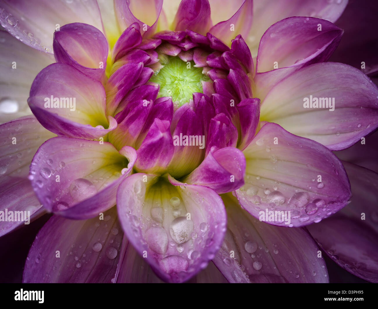 Dahlia (Lisa Lisa) close up. Oregon Stock Photo - Alamy