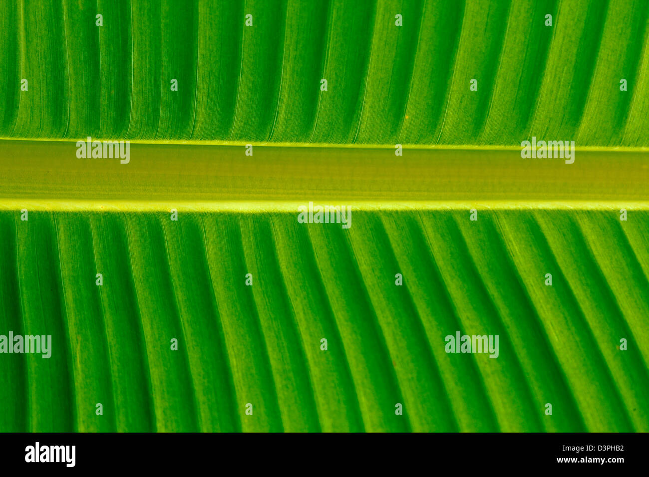 Vein lime tree leaf hi-res stock photography and images - Alamy