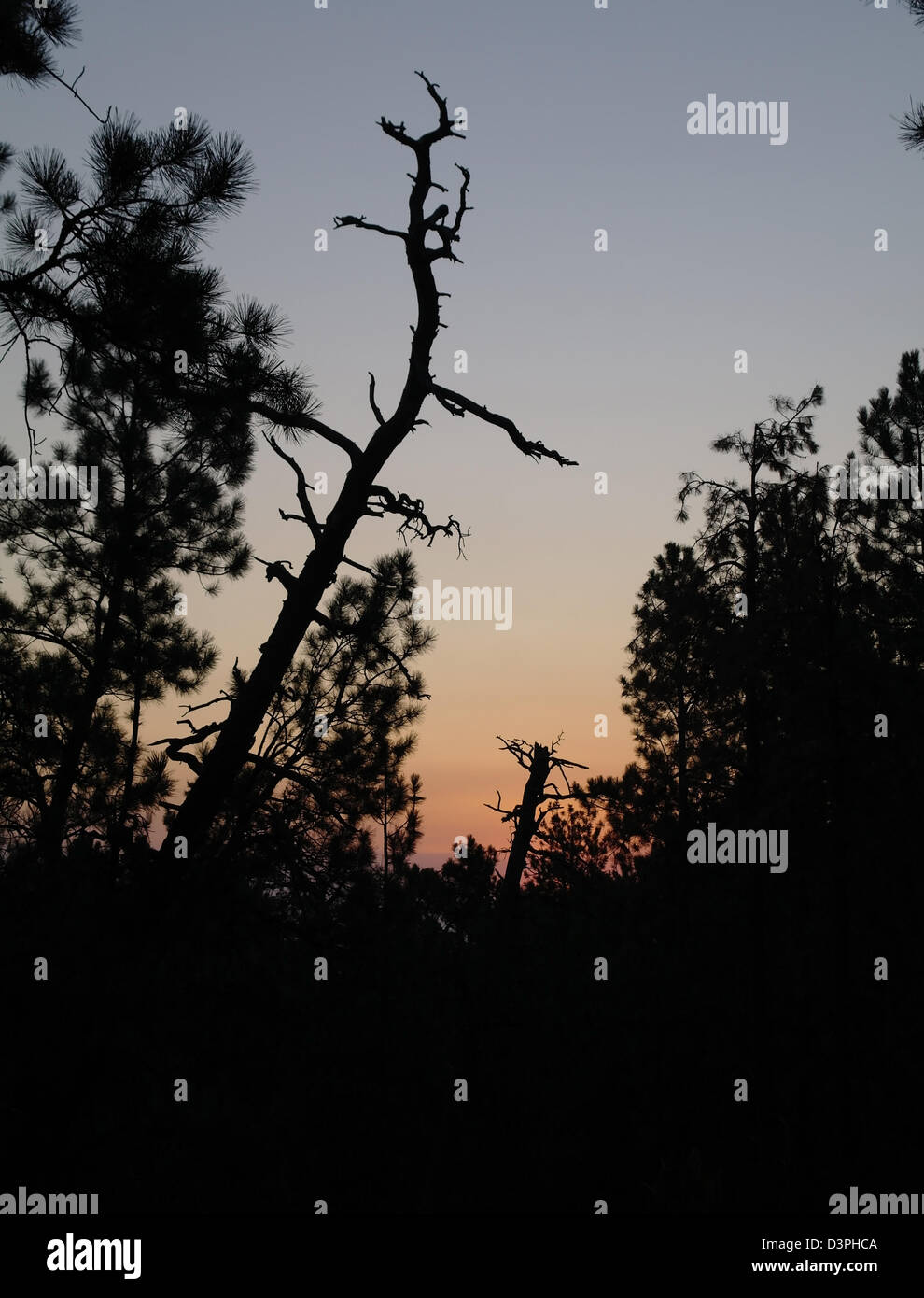 Trees several tall black silhouettes standing rising background view hi ...