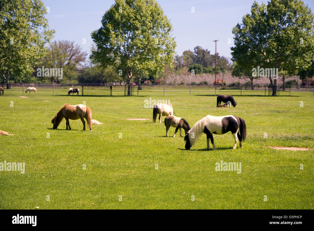 Miniature horses at Quicksilver Ranch near Los Olivos in the Santa Ynez ...