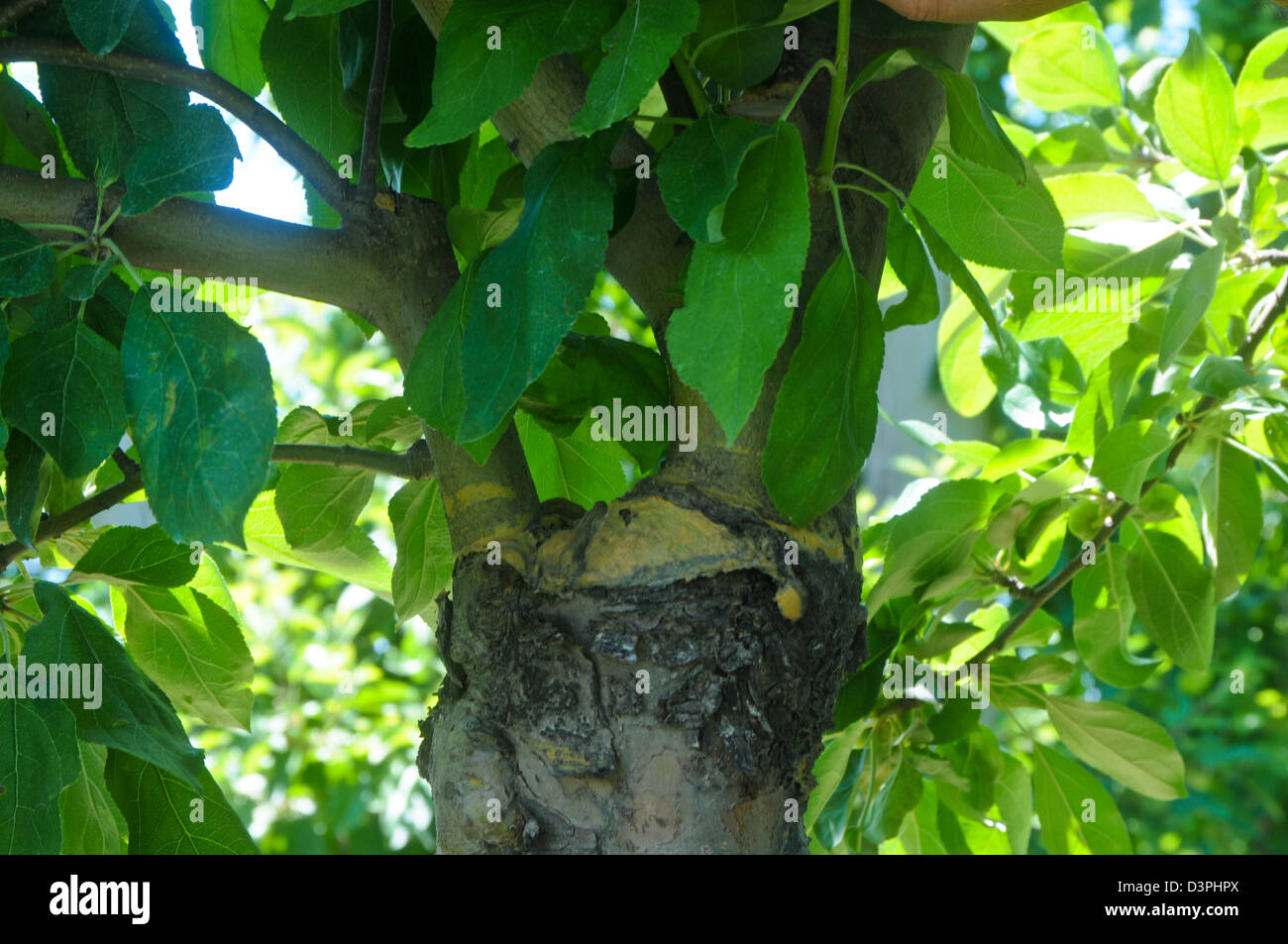 Split from root stock on tall spindle apple tree Stock Photo - Alamy
