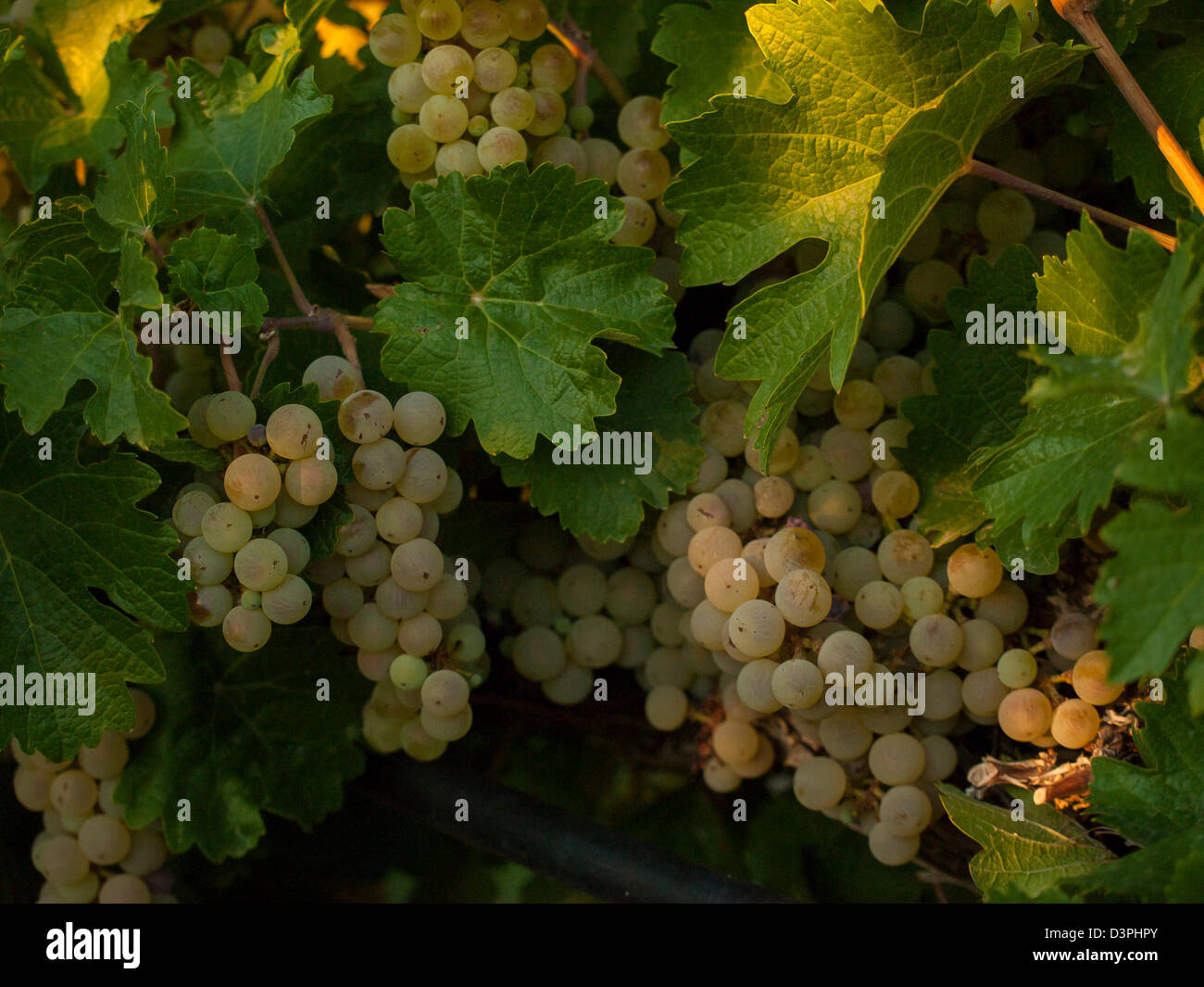White grapes ready to be harvested at a vineyard in Palisade, Colorado ...