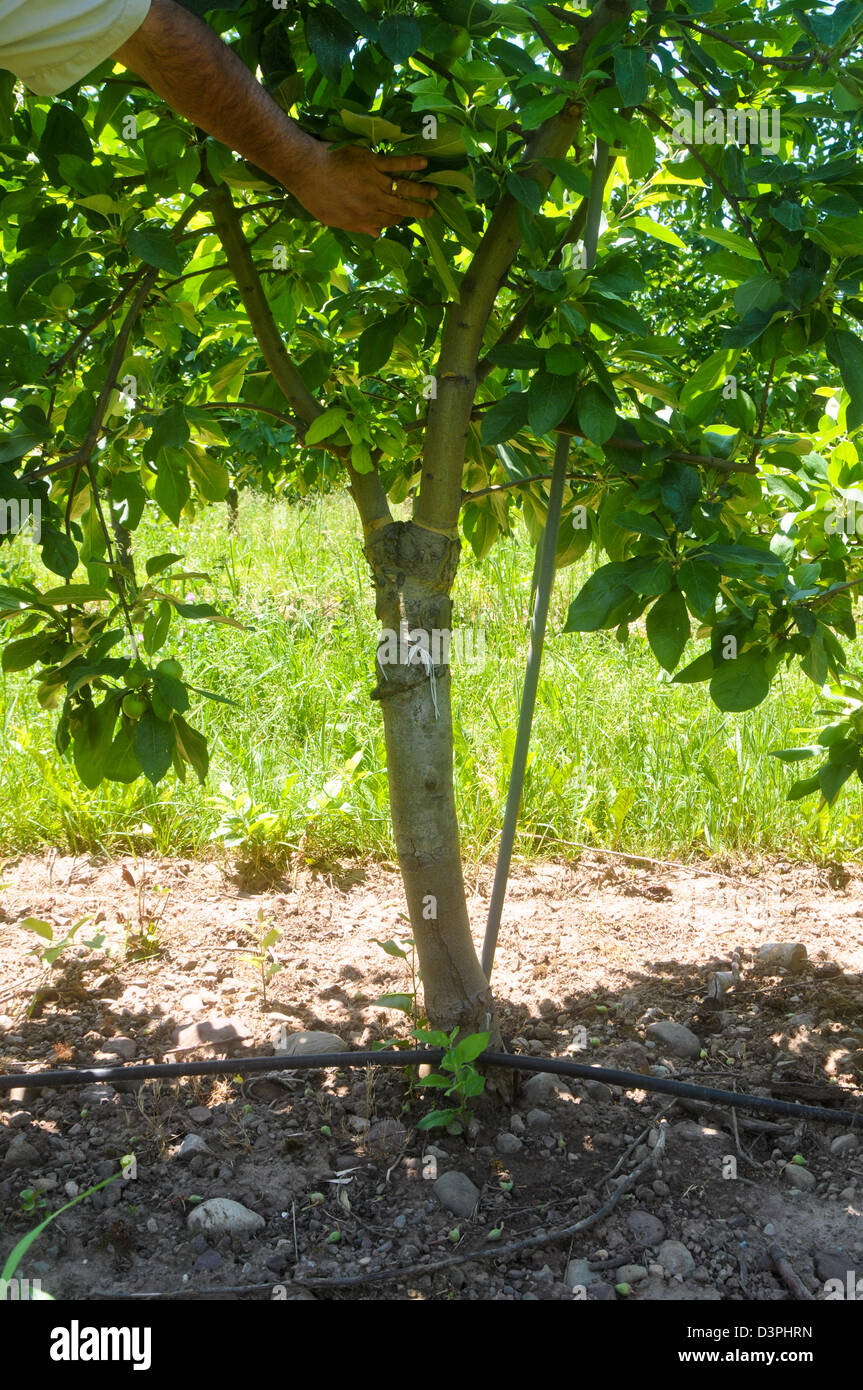 Branching with irrigation on tall spindle apple tree Stock Photo - Alamy