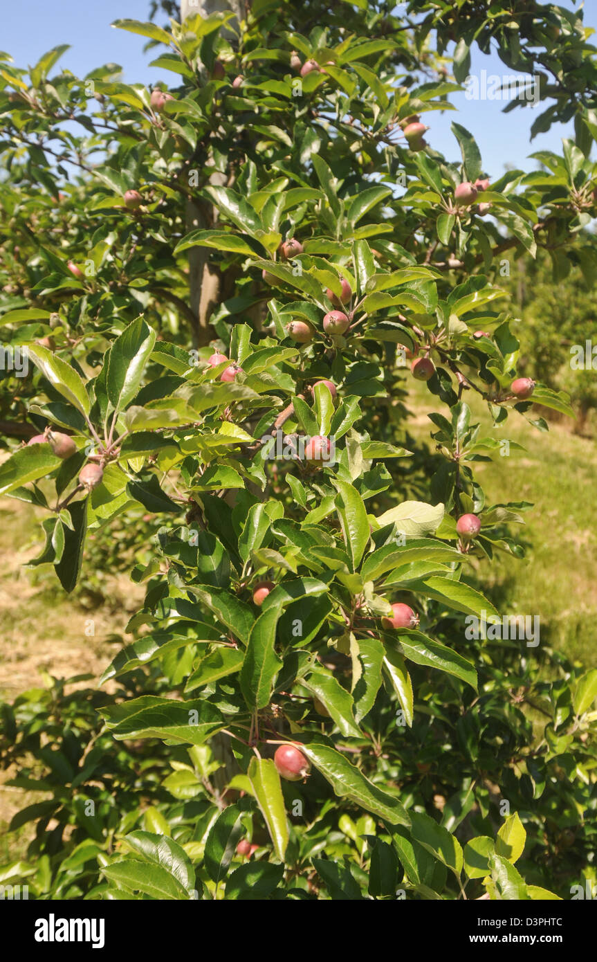 Tall spindle apple tree in row ready for hedging Stock Photo - Alamy