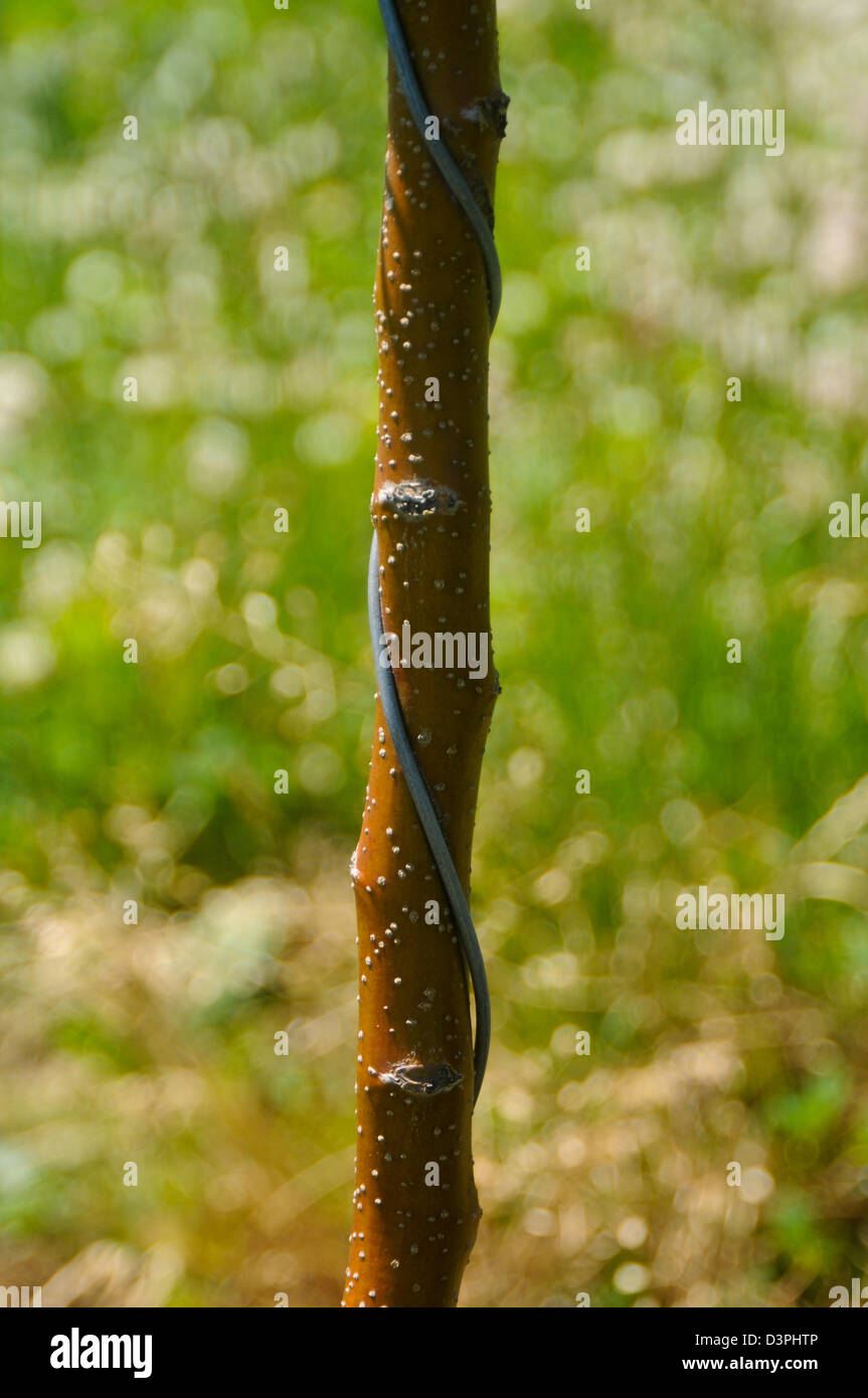 Tall spindle apple tree with wire Stock Photo - Alamy
