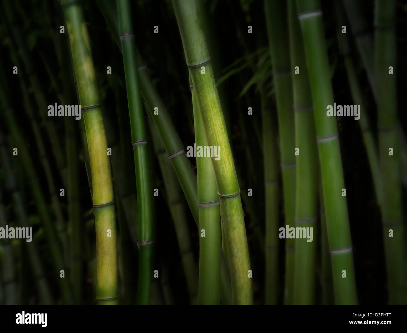 Bamboo hi-res stock photography and images - Alamy