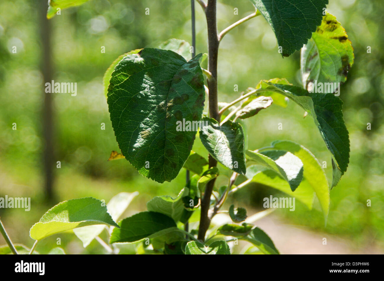 Scab on tall spindle apple tree Stock Photo - Alamy
