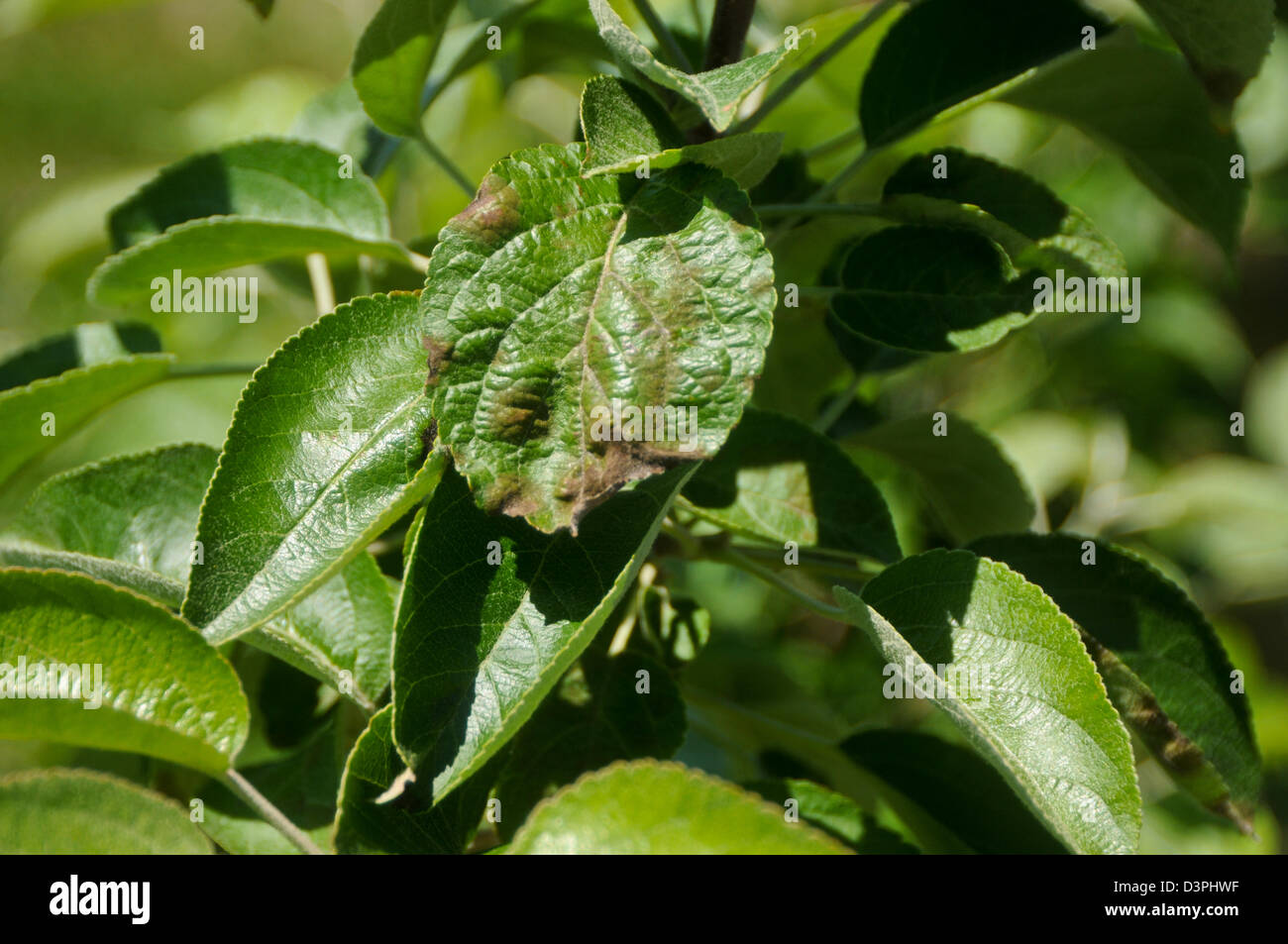 Scab on tall spindle apple tree Stock Photo - Alamy