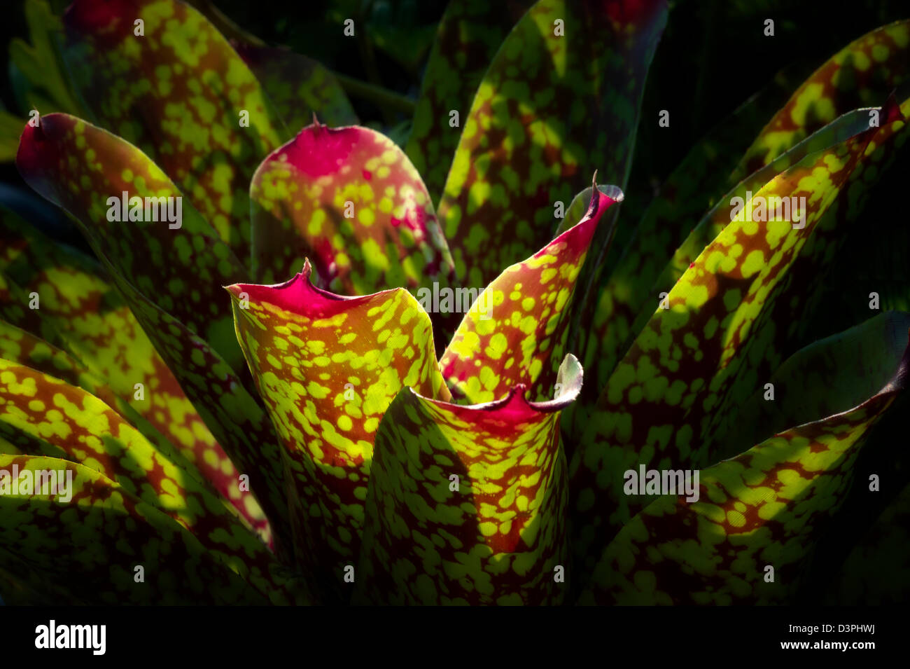 Bromeliad plants hi-res stock photography and images - Alamy