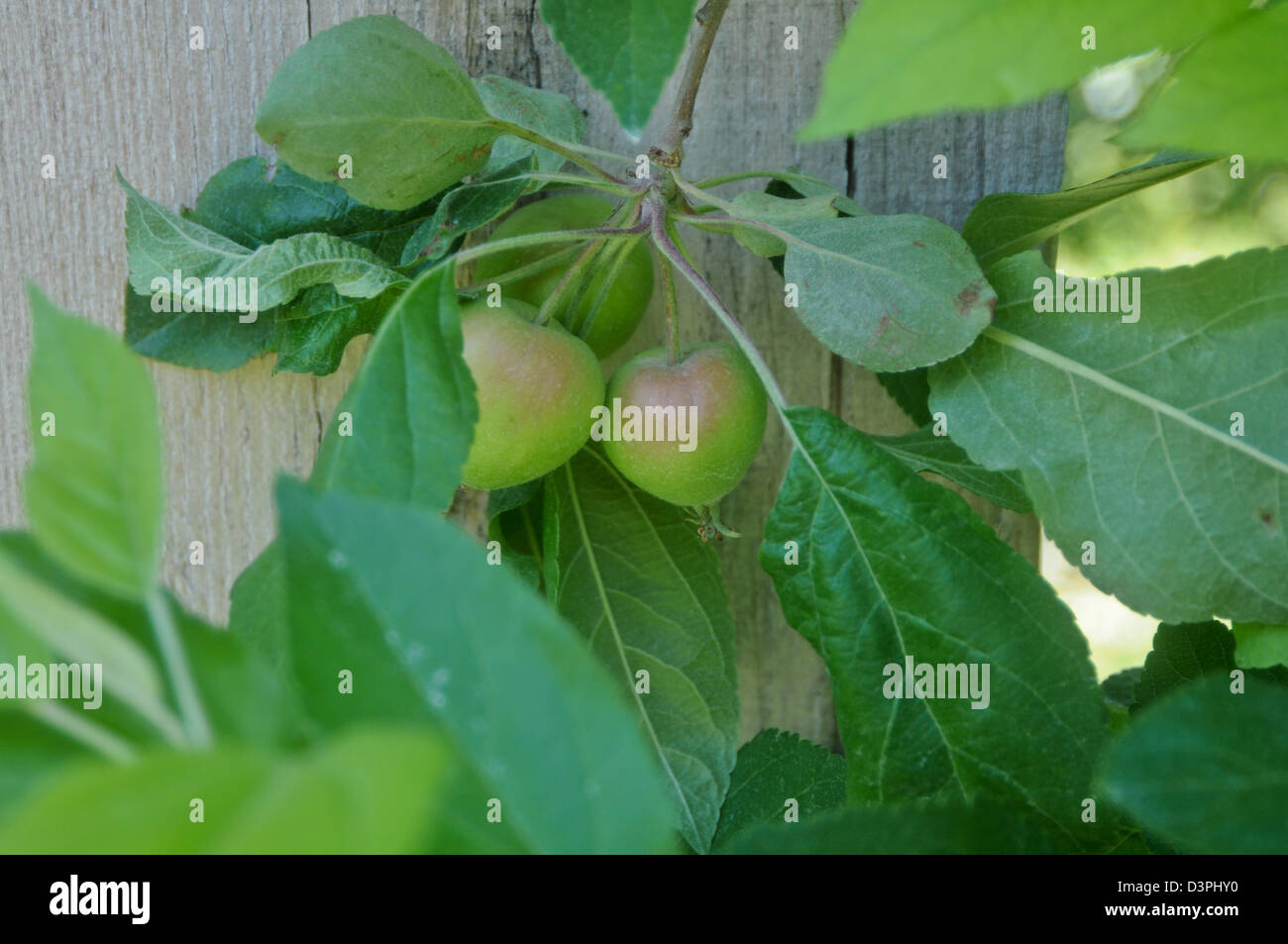 King flower with fruit on tall spindle apple tree Stock Photo - Alamy