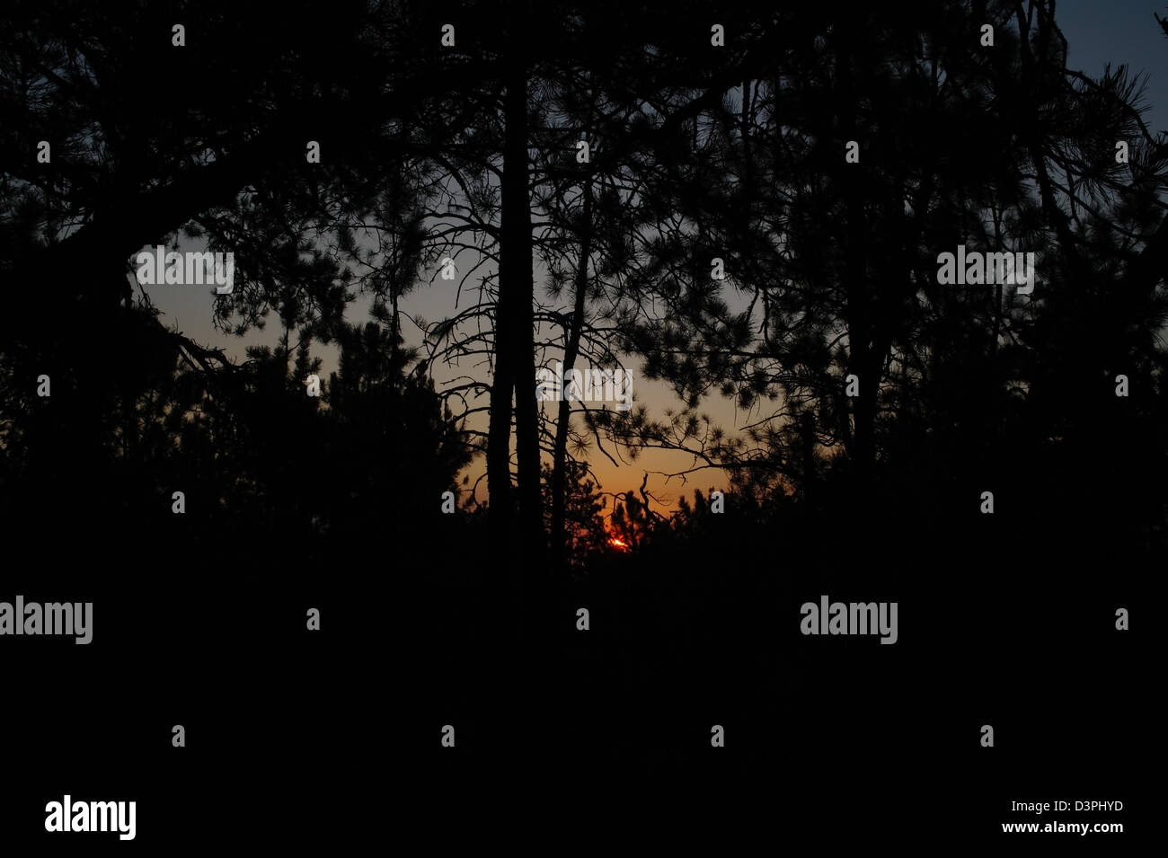 Red sun rising through V-shape clearing in tall black Ponderosa Pines ...