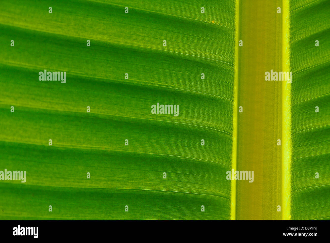 Vein lime tree leaf hi-res stock photography and images - Alamy