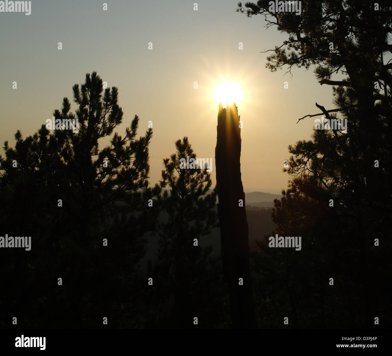 Rising sun star shining above broken tree stump, black pine forest ...