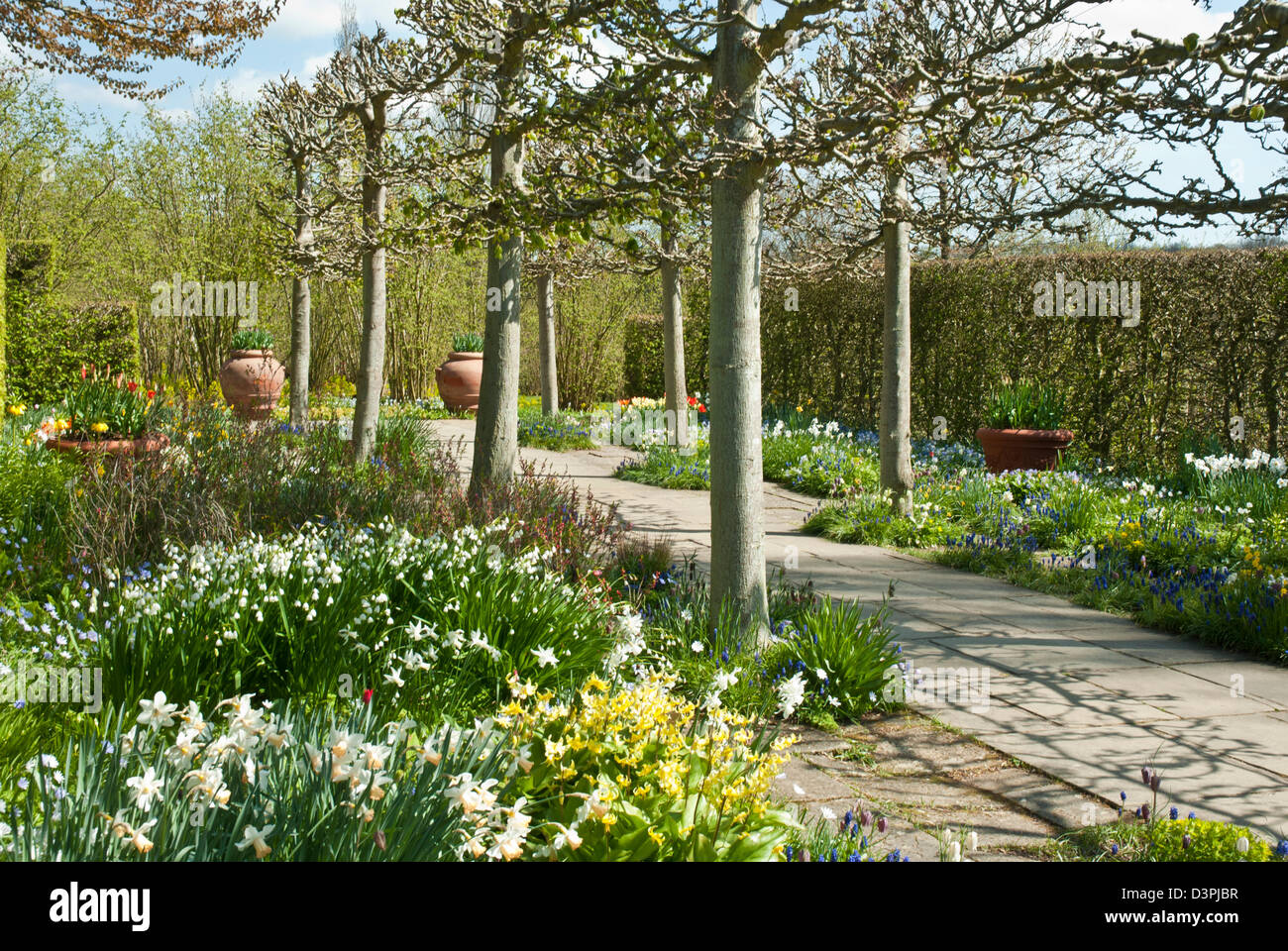 Sissinghurst historic gardens in spring with Lime Walk and spring ...