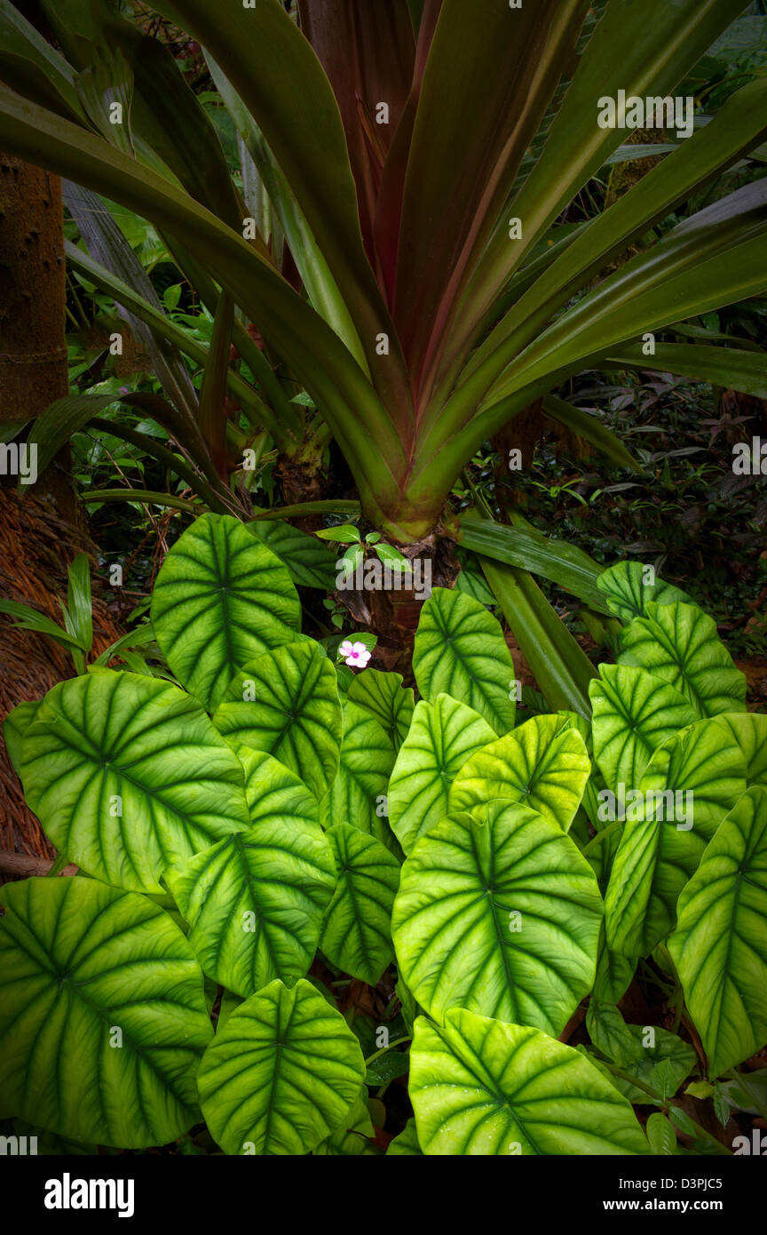 Turtle Shell plant. Hawaii Tropical Botanical Gardens. Hawaii, The Big ...