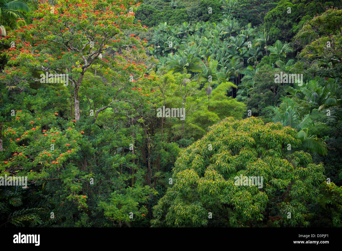 African tulip tree hi-res stock photography and images - Alamy