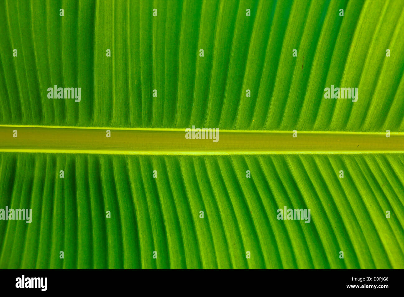 Vein lime tree leaf hi-res stock photography and images - Alamy