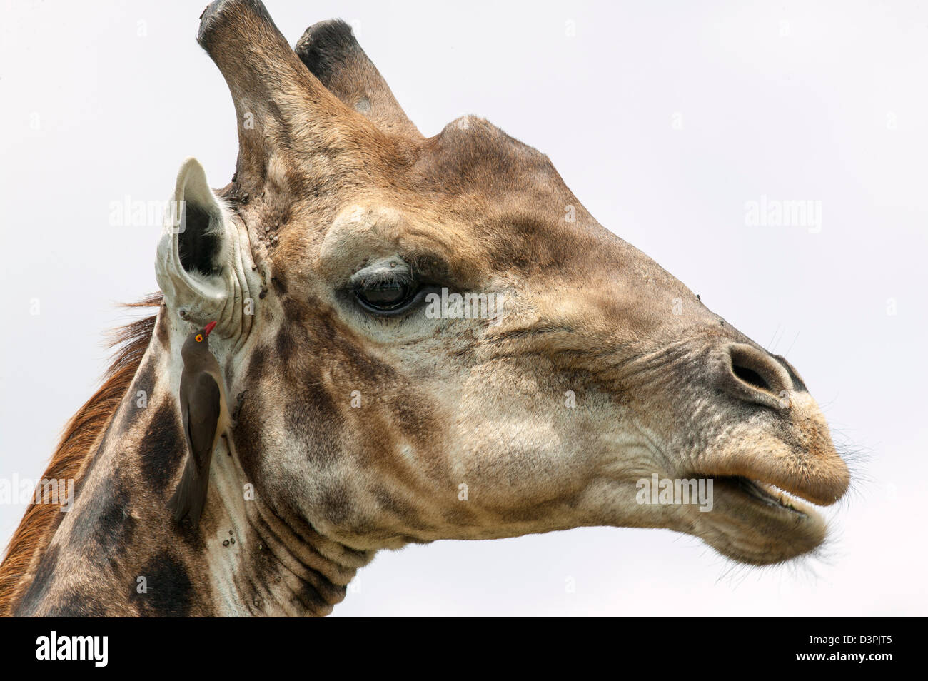 Margaropus wileyi hi-res stock photography and images - Alamy