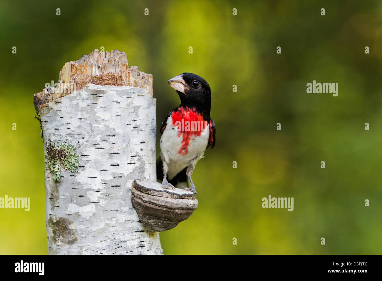 Male rose-breasted grosbeak Stock Photo - Alamy