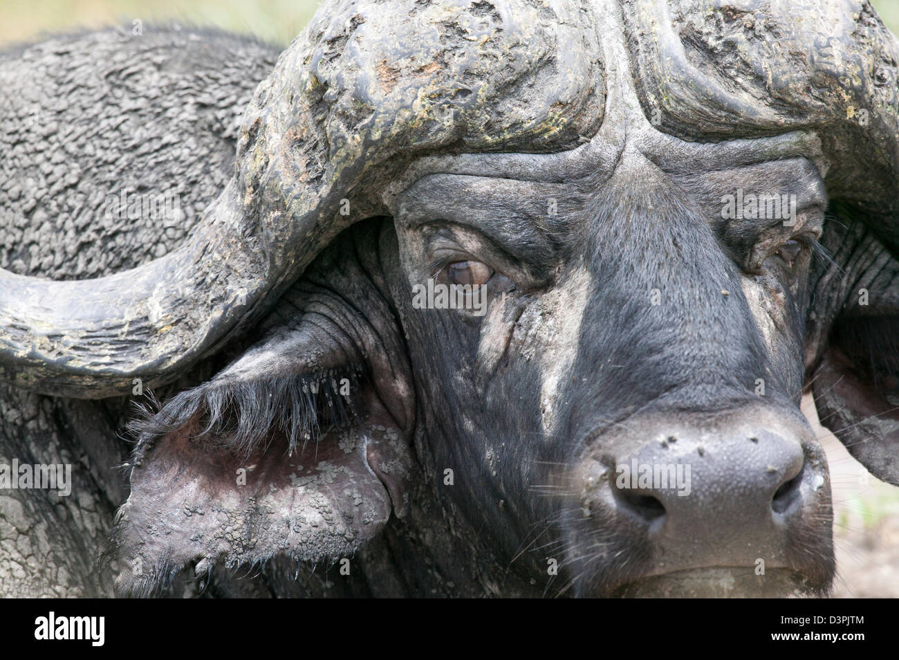 Buffalo flies hi-res stock photography and images - Alamy
