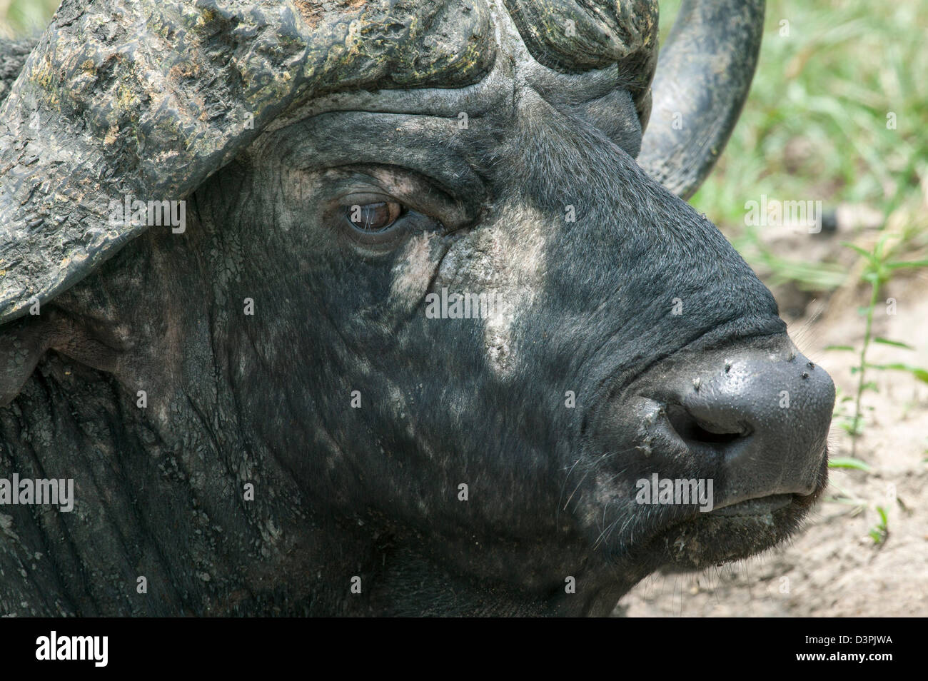 Angry Buffalo Face