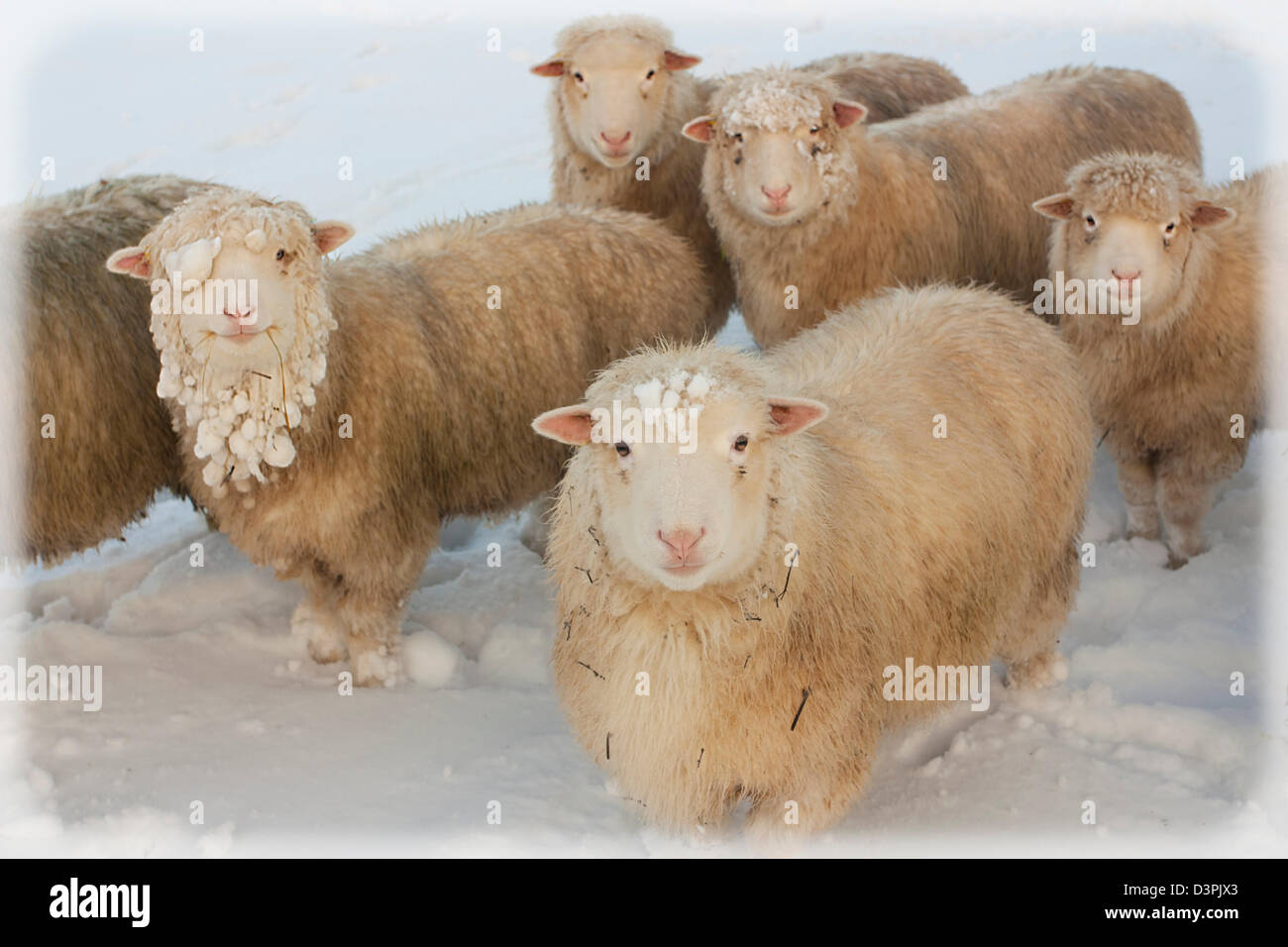 Sheep in snowy field Stock Photo - Alamy