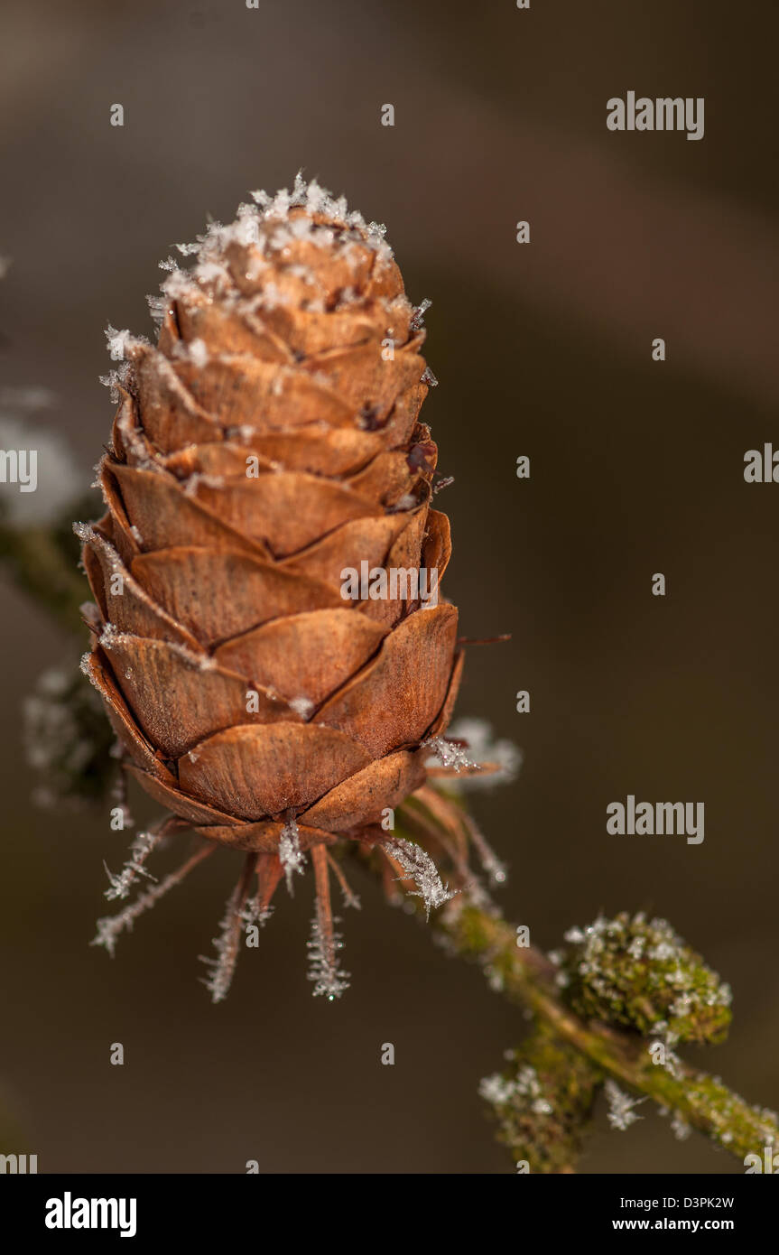 Larch cone winter not snow hi-res stock photography and images - Alamy